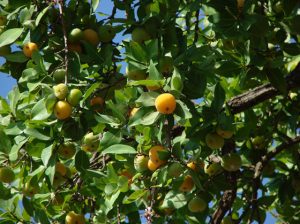 Cagaita - Cerratinga