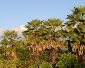 Carnaúba - Cerratinga