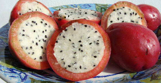 Mandacaru - Cerratinga