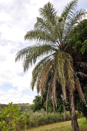 Macaúba - Cerratinga
