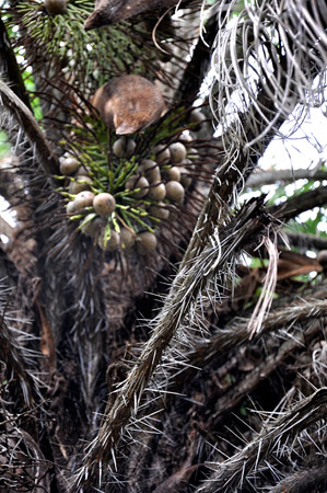 Macaúba - Cerratinga