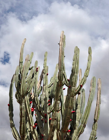 Mandacaru - Cerratinga