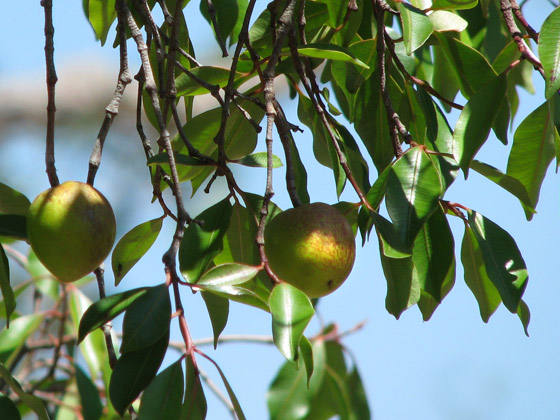 Mangaba - Cerratinga